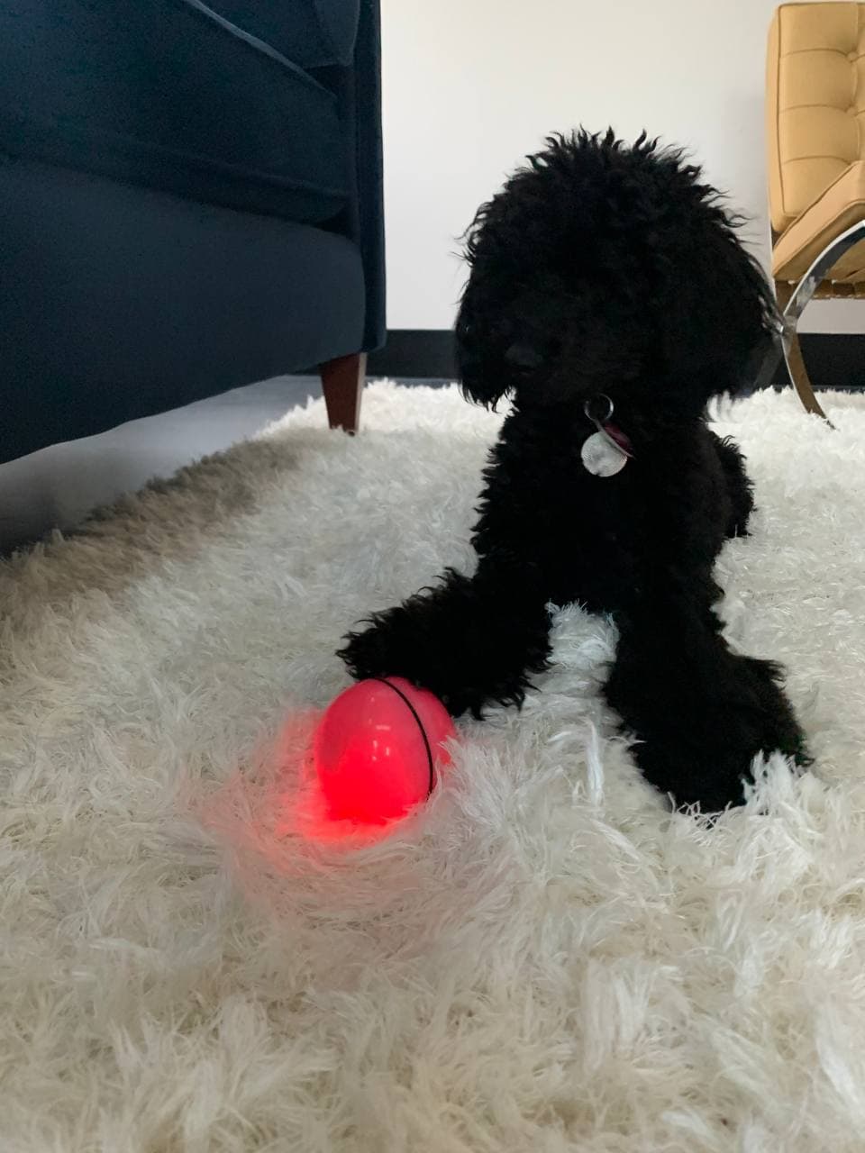 Pet Ball