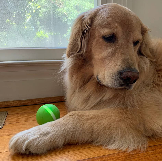 Pet Ball