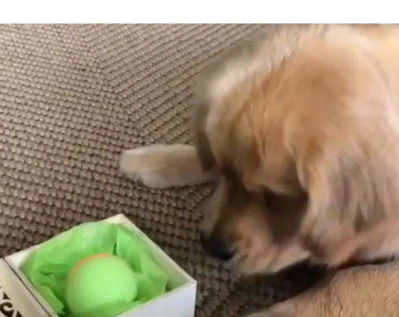Pet Ball