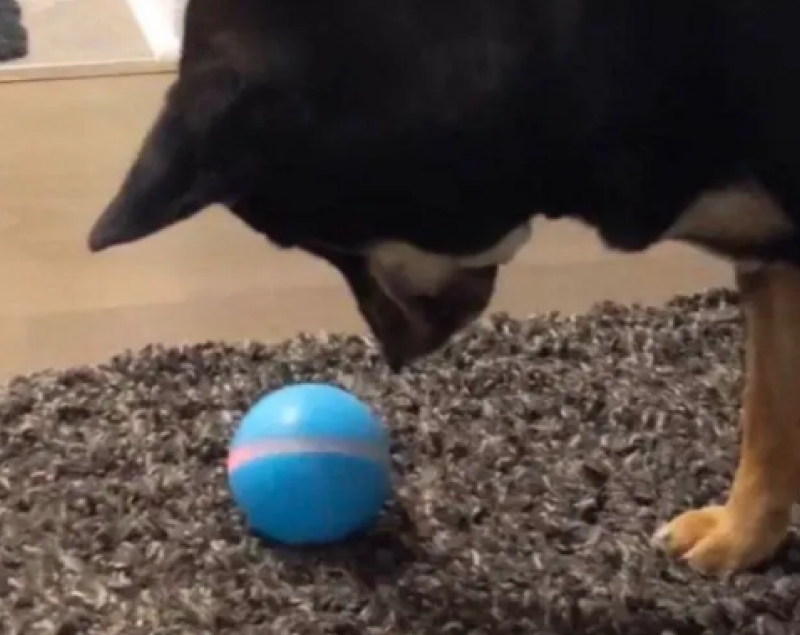 Pet Ball