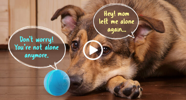 Pet Ball