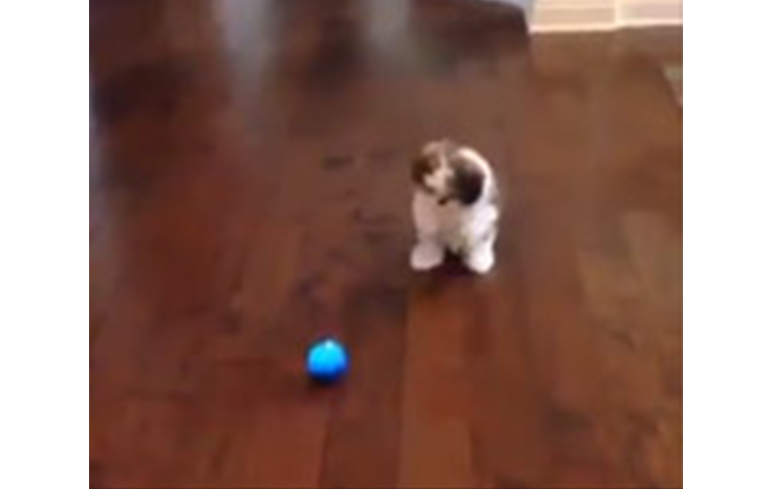 Pet Ball
