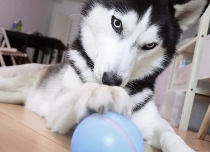 Pet Ball